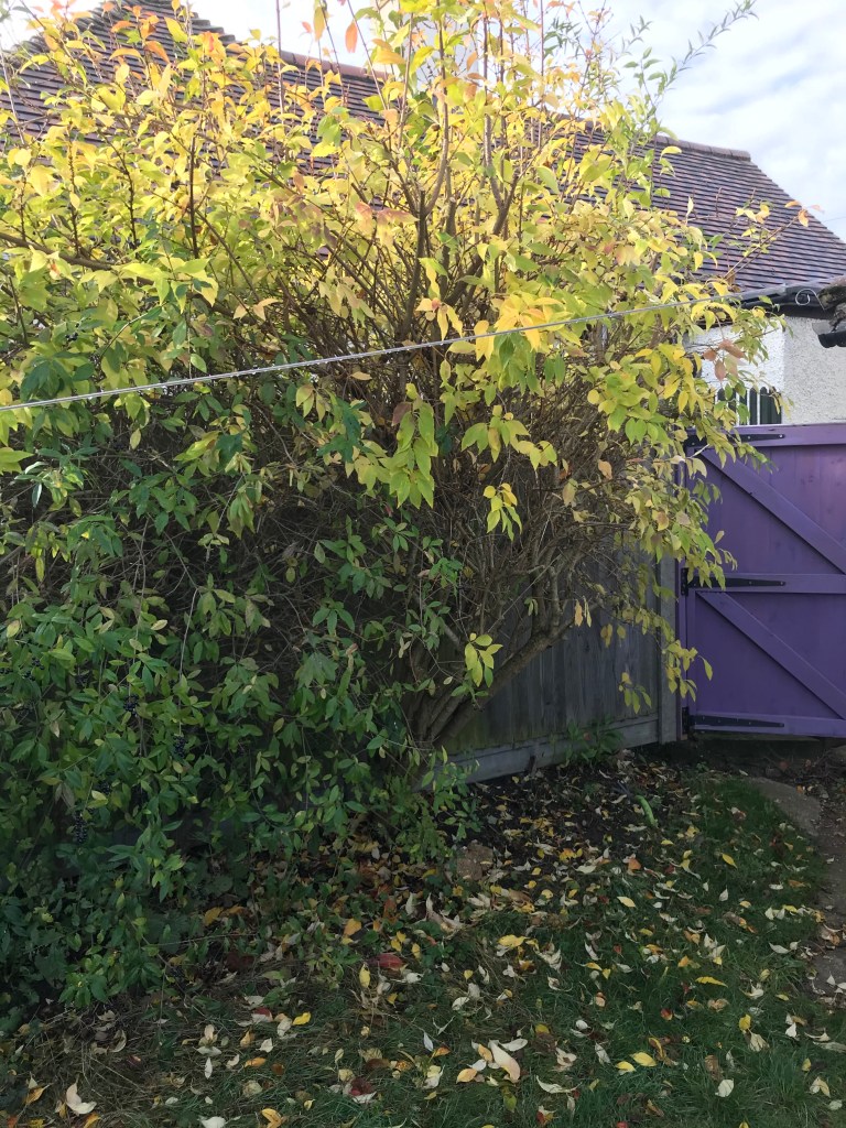 November Sunshine! – Gardening within LiMitS