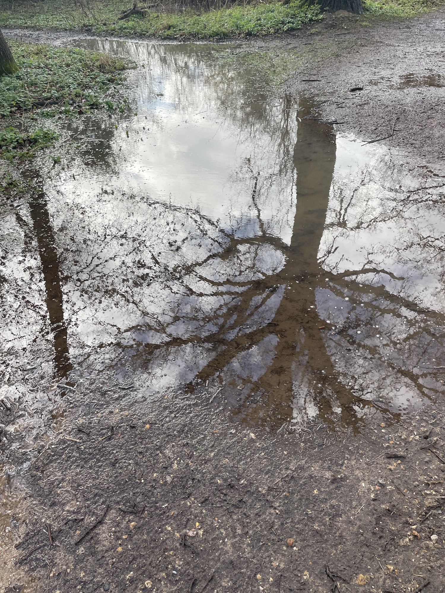 Mud Mud Mud Gardening Within Limits