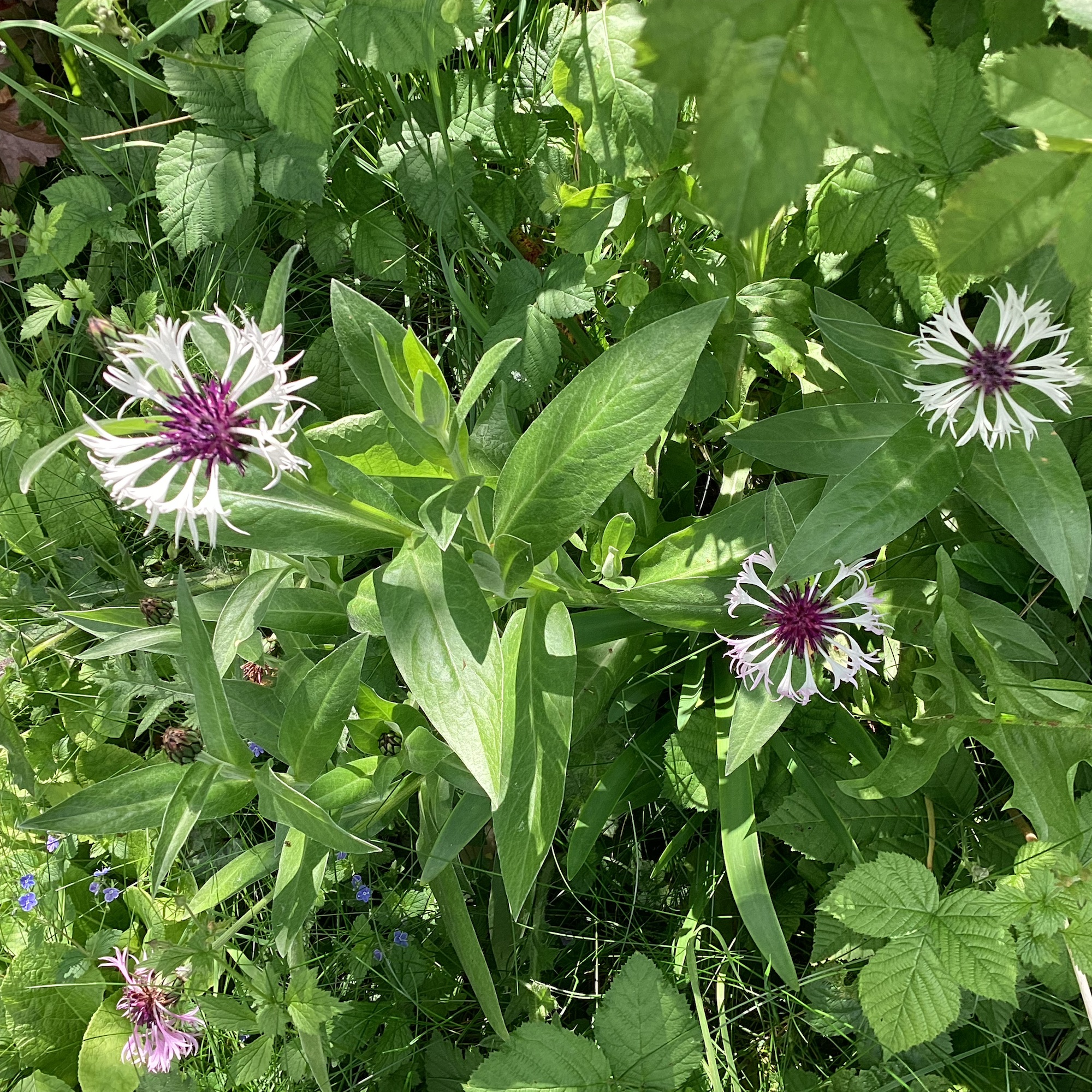 Wild Meadow was never my Plan! – Gardening within LiMitS