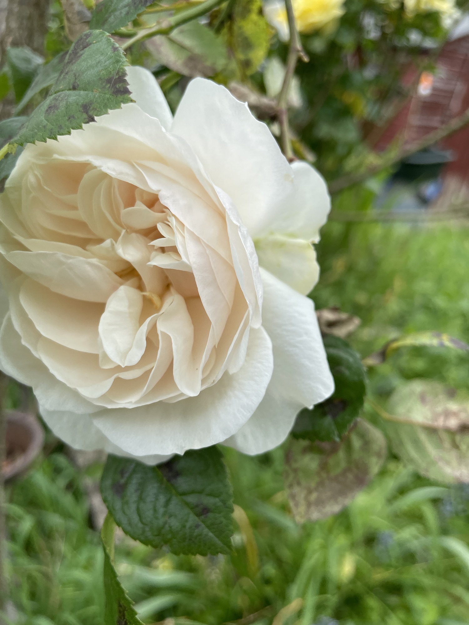 Raining again! – Gardening within LiMitS