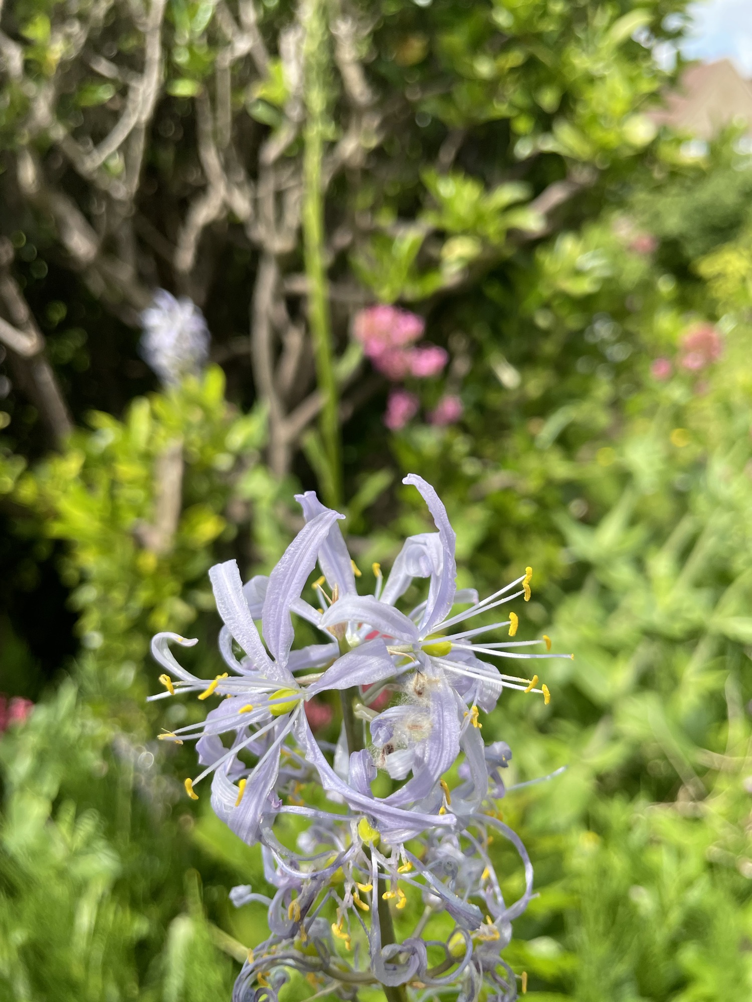 Raining again! – Gardening within LiMitS