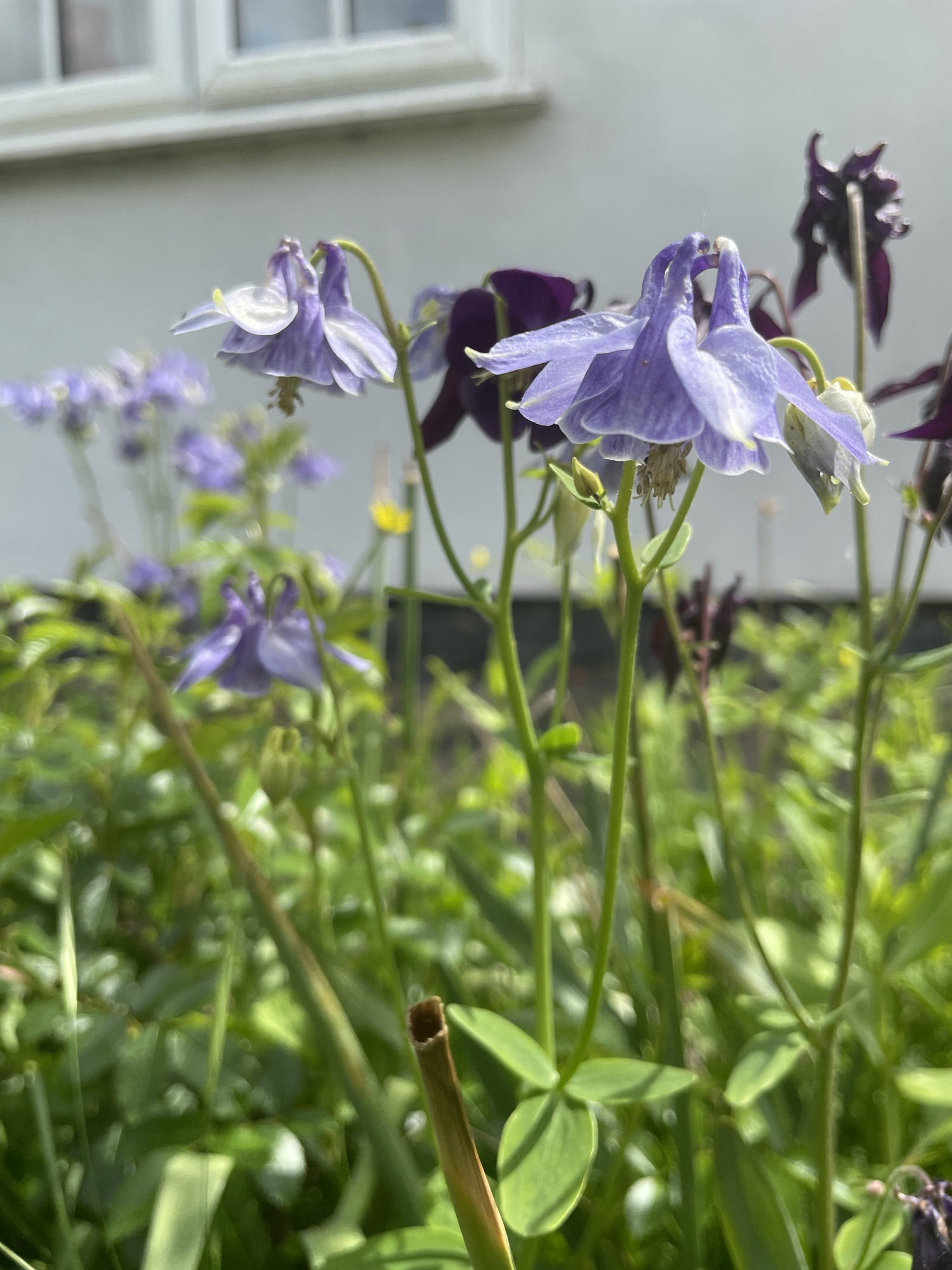 Raining again! – Gardening within LiMitS