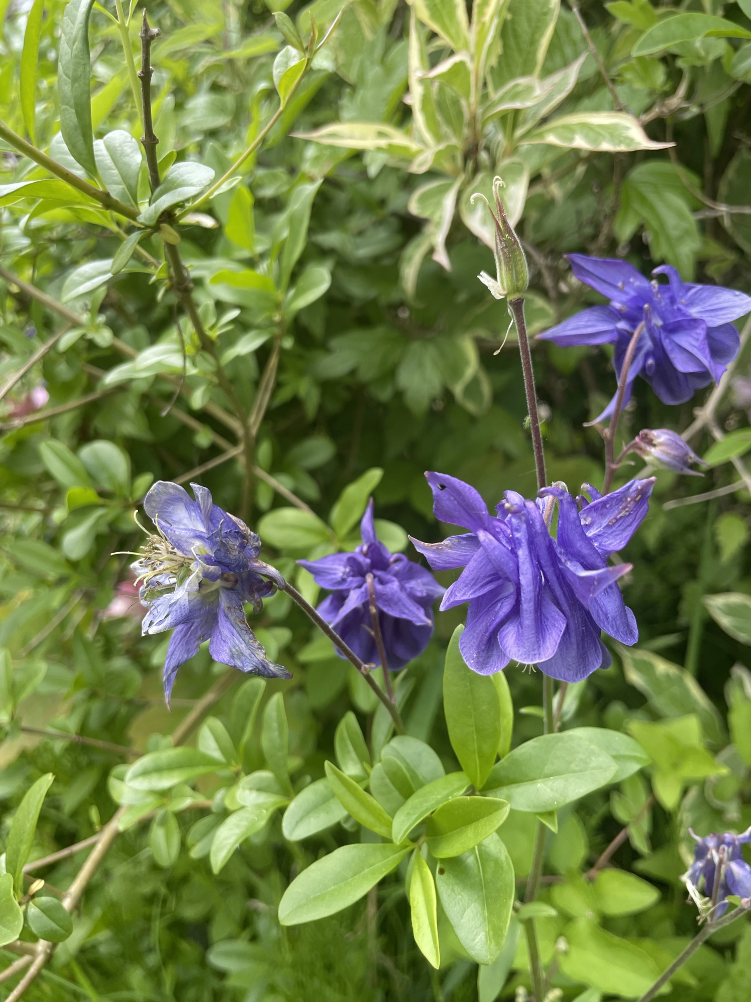 Raining again! – Gardening within LiMitS