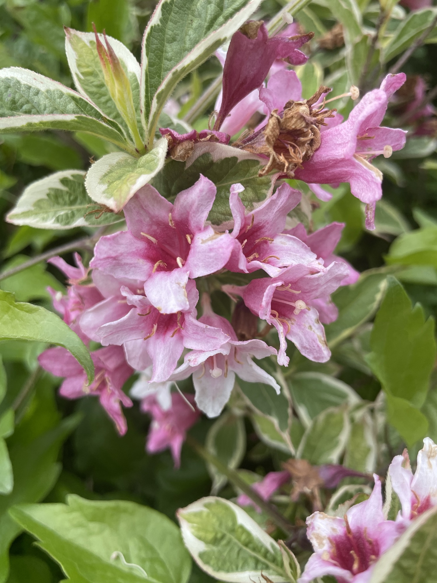 Raining again! – Gardening within LiMitS