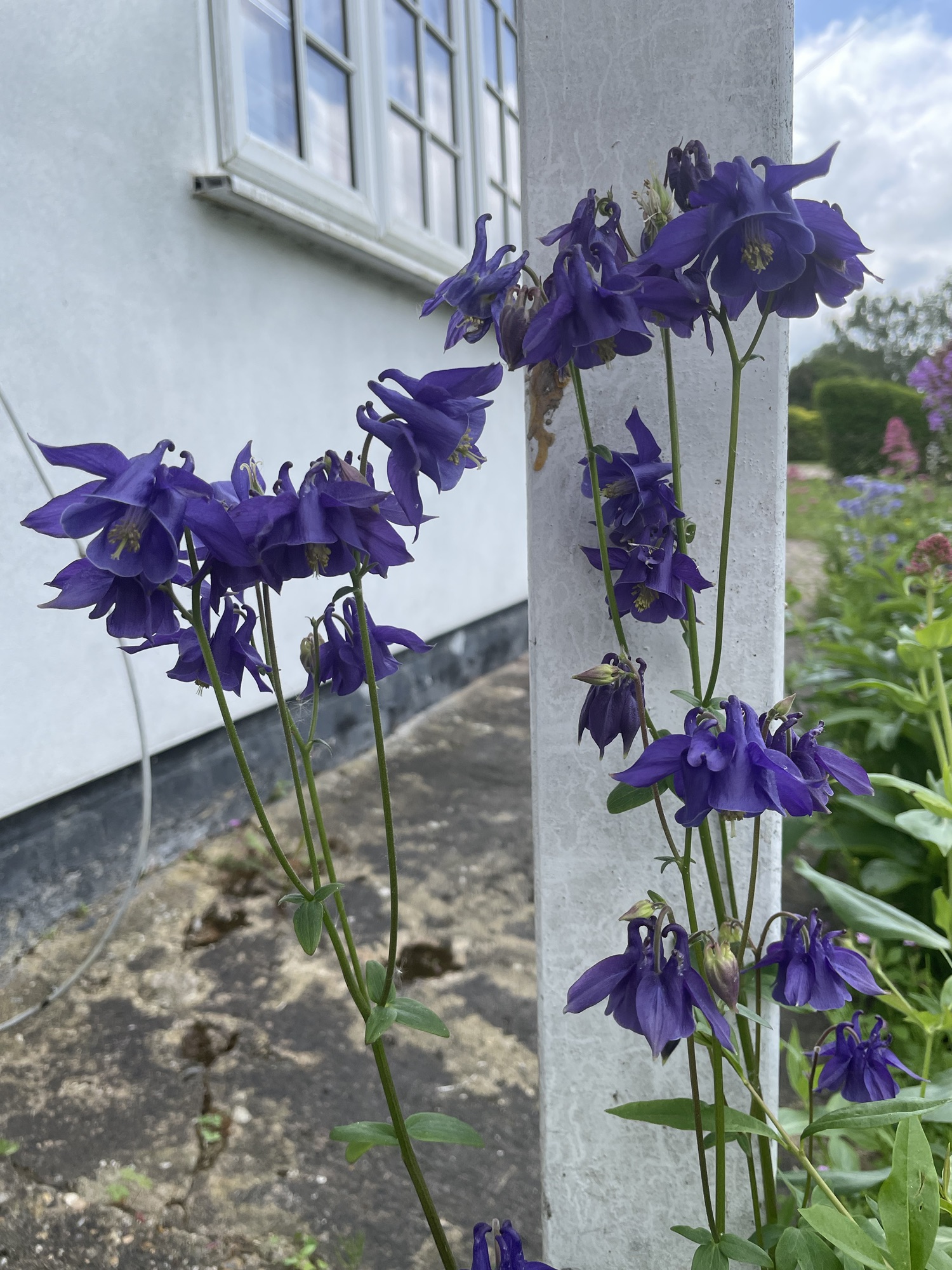 Raining again! – Gardening within LiMitS